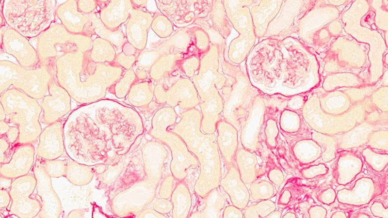 Histology | Department of Medicine | School of Medicine | Queen's ...